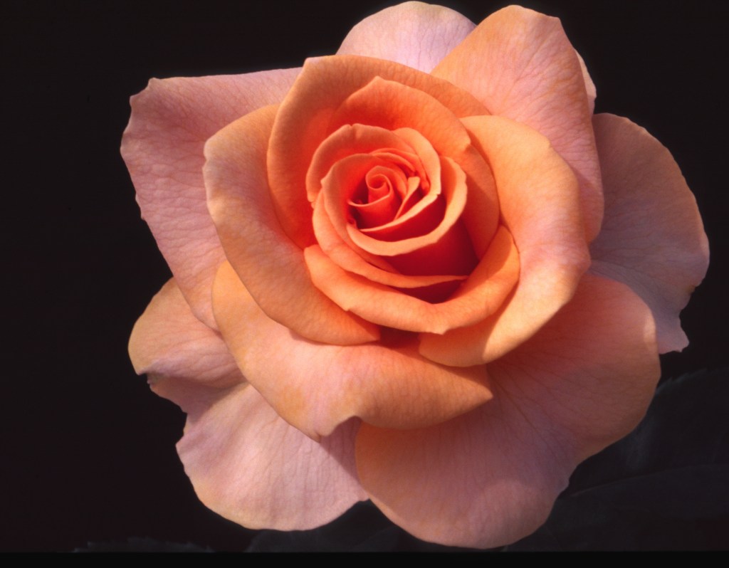 GardenHomeHistory.com