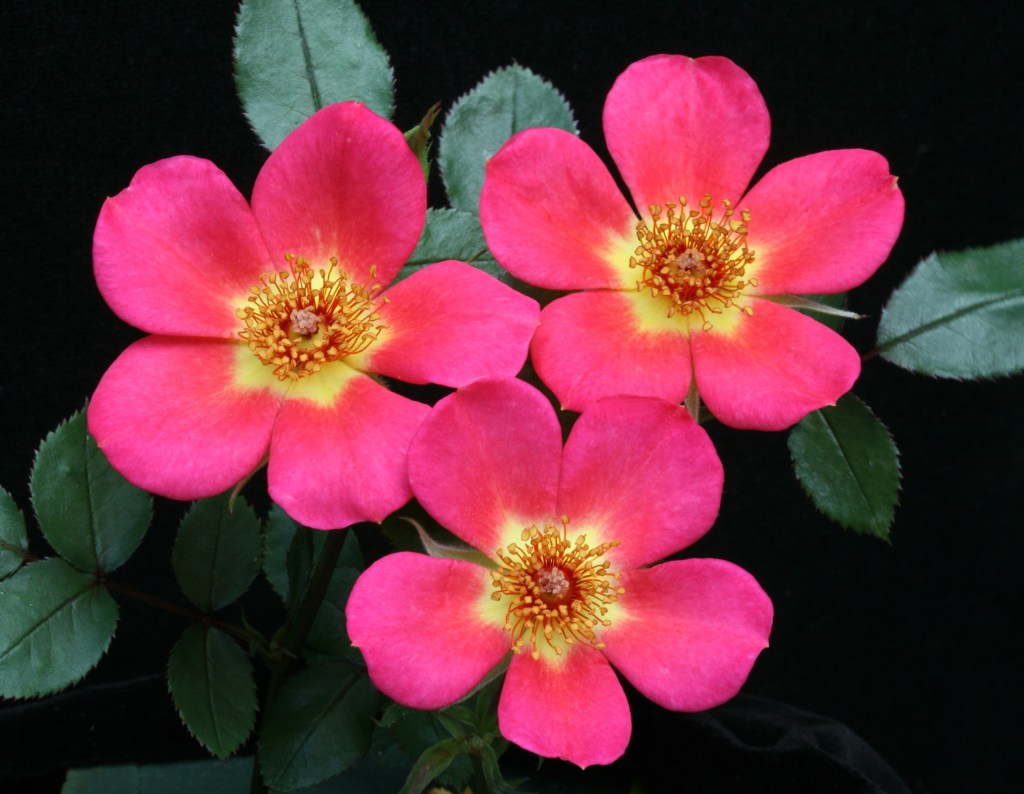 Visit the notable Rich and Charold Baer rose garden in Garden Home ...