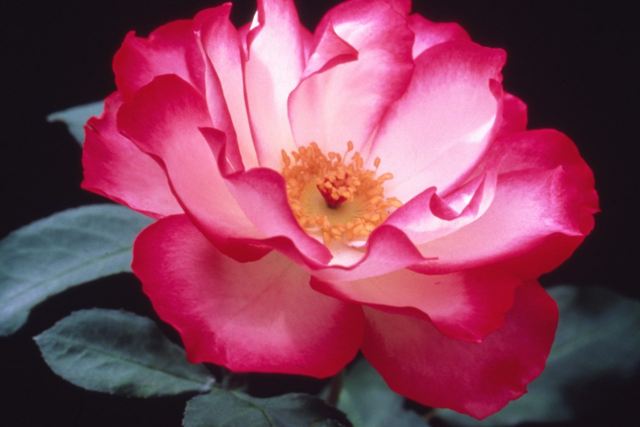 Visit the notable Rich and Charold Baer rose garden in Garden Home ...
